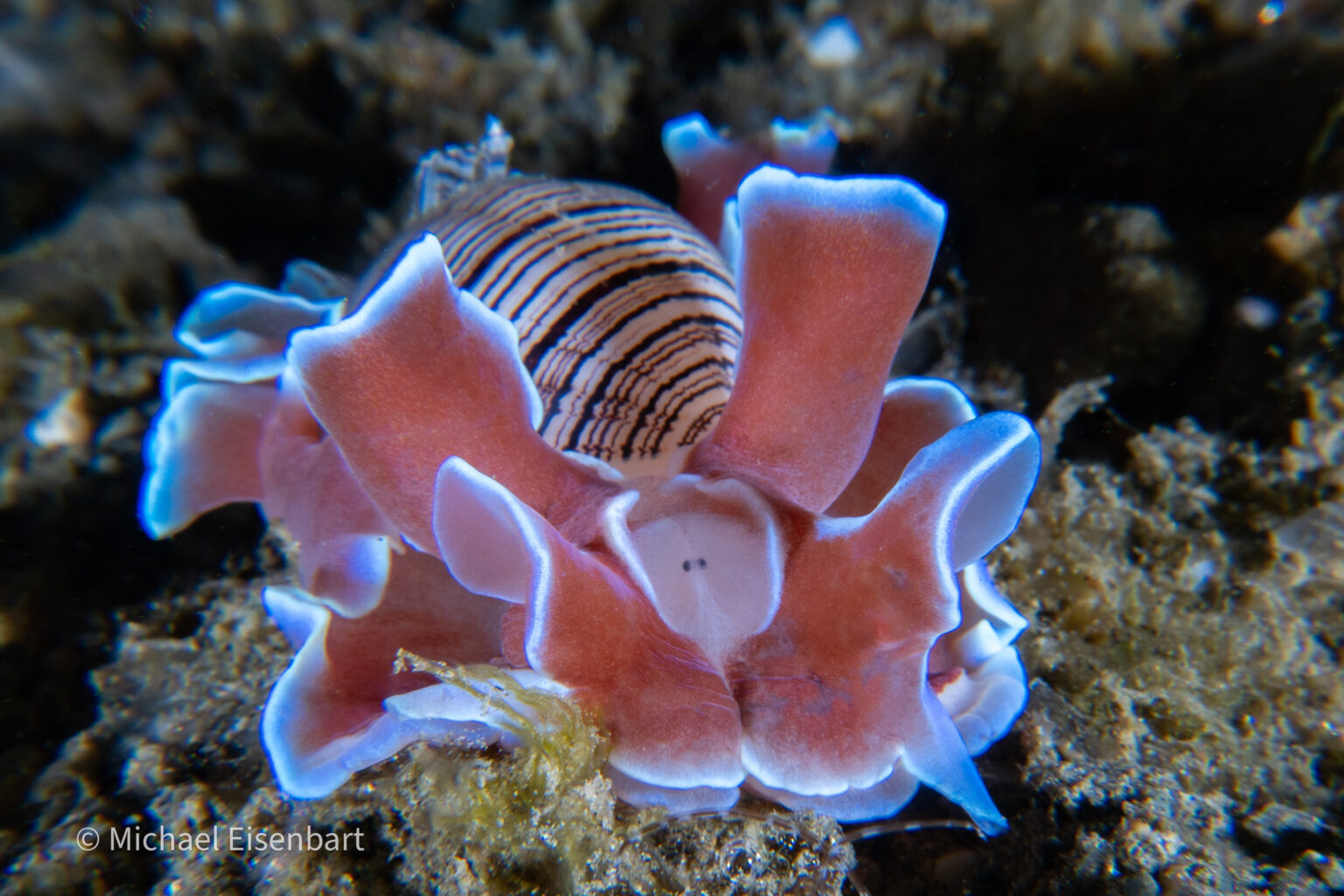CRITTERS – Laha Divepacker
