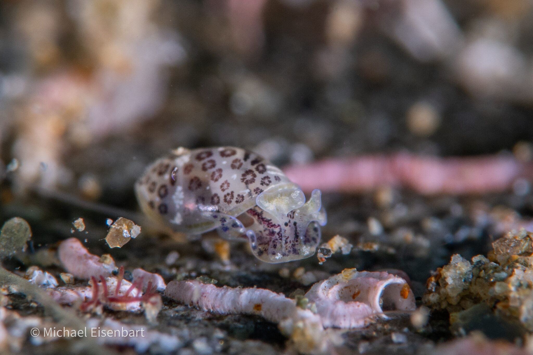CRITTERS – Laha Divepacker
